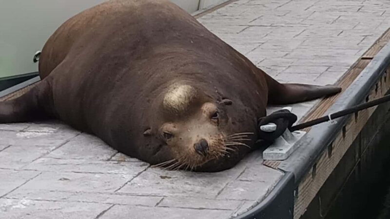 Marina del Rey: Boat Cruise with Wine, Charcuterie and Music - Who Will Love This Cruise?