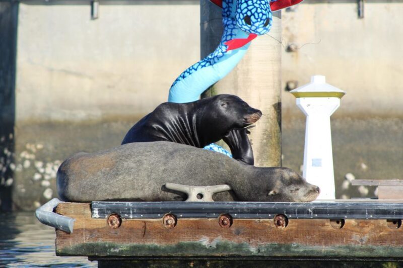 Marina Del Rey: Kayak and Paddleboard Tour with Sea Lions - The Value of This Tour