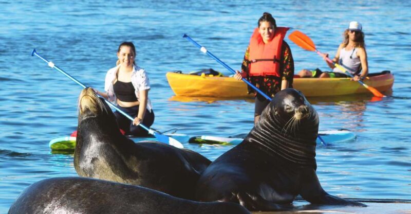 Marina Del Rey: Kayak and Paddleboard Tour with Sea Lions - Final Thoughts