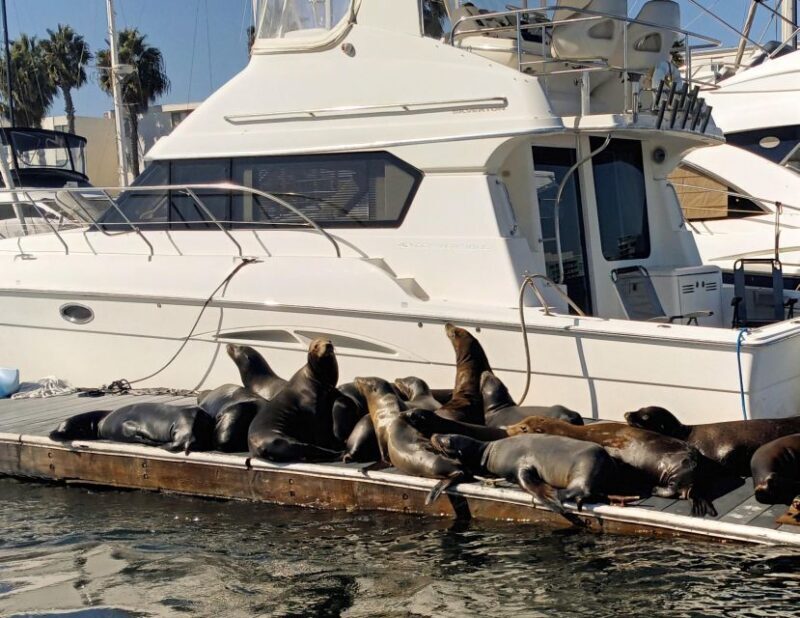 Marina Del Rey Luxury Boat Cruise Wine, Charcuterie Sealions - FAQ