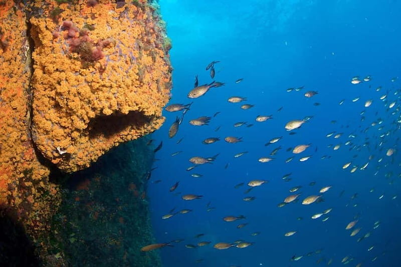 Marina di Campo: diving on the island of Elba - What You Can Expect From This Diving Experience