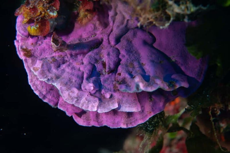 Marina di Campo: diving on the island of Elba - Final Thoughts: The Value and Authenticity of the Experience