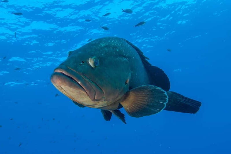 Marina di Campo: diving on the island of Elba - FAQ