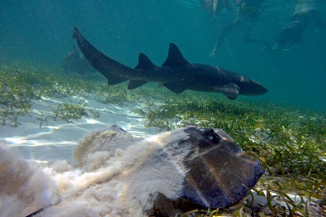 Marinarium Snorkeling Cruise from Bayahibe - The Arrival and Animal Exhibit