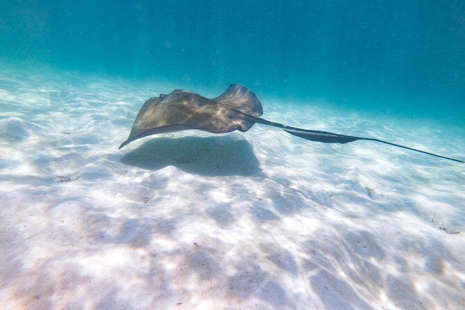 Marinarium Snorkeling Cruise from Punta Cana - Authentic Experiences and Tips