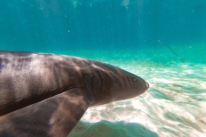 Marinarium Snorkeling Cruise from Punta Cana - Who Will Love This Tour?