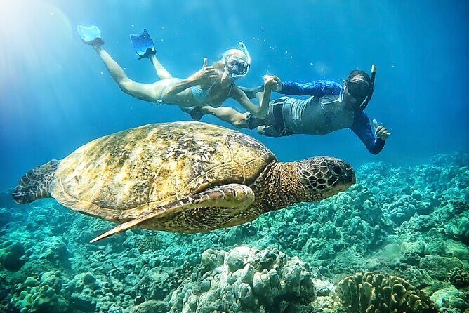 Marine Biologist Guided Snorkel Tour from Shore at Turtle Town - Key Points