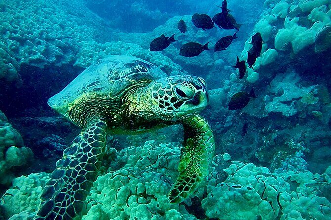 Marine Biologist Guided Snorkel Tour from Shore at Turtle Town - Why You Should Consider This Tour