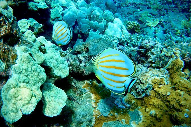 Marine Biologist Guided Snorkel Tour from Shore at Turtle Town - FAQ