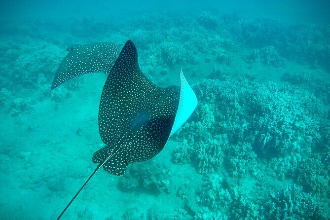 Marine Biologist Guided Snorkel Tour from Shore at Turtle Town - Final Thoughts