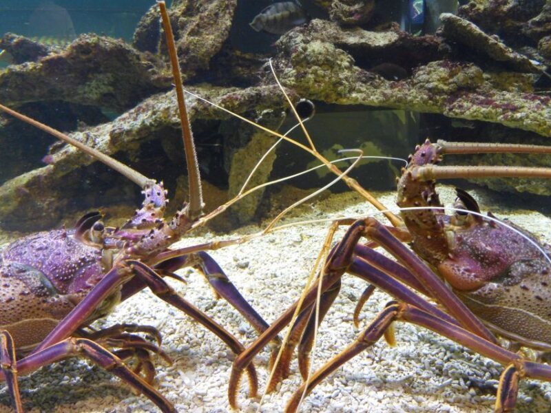 Marine Discovery Centre - An Overview of What to Expect