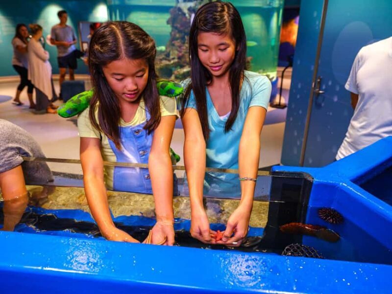 Marine Discovery Centre - Live Feeding and Observation