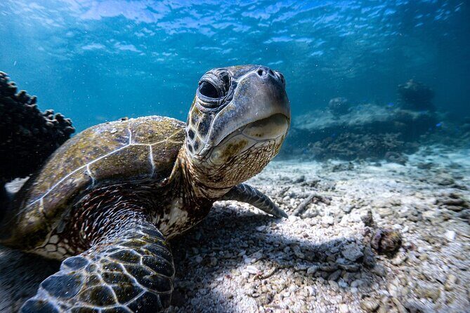 Marine Eco Safari - Swim with Manta Rays - What Is Included and What Isn’t?