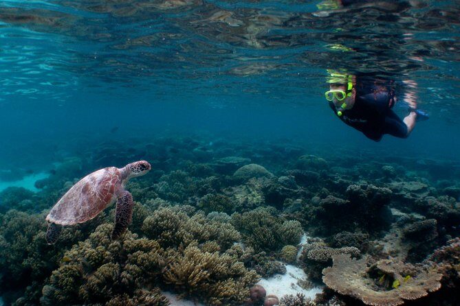 Marine Eco Safari - Swim with Manta Rays - Why This Tour Is a Great Choice