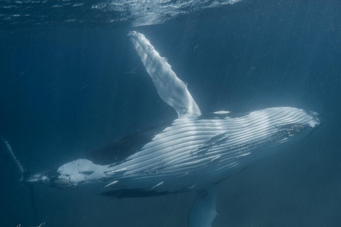 Marine Eco Safari - Swim with Manta Rays - Who Will Enjoy This Tour?