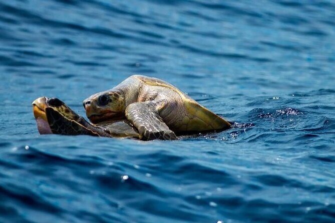 Marine Ecology Tour in La Paz Mexico - Exploring La Paz’s Marine Life: The Heart of the Tour