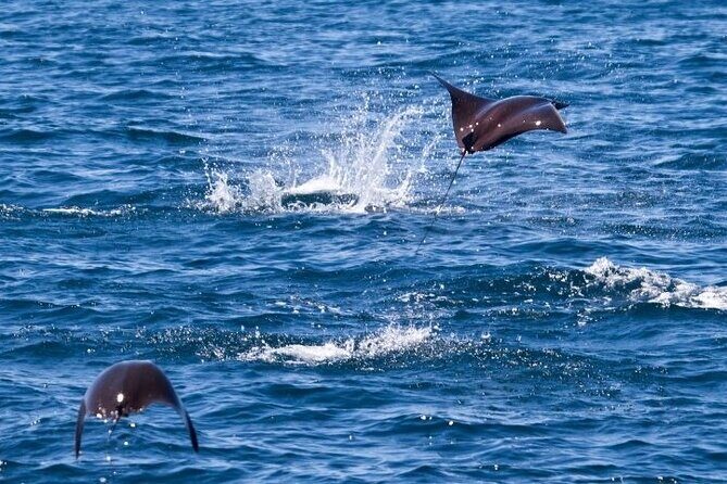 Marine Ecology Tour in La Paz Mexico - What Travelers Say: Authentic Insights