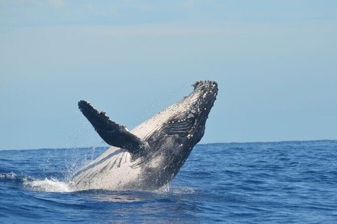 Marine Ecology Tour in La Paz Mexico - Practical Tips for a Smooth Experience
