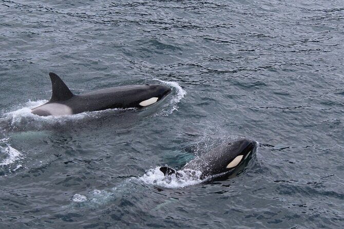 Marine Ecology Tour in La Paz Mexico - Final Thoughts: Who Should Sign Up?