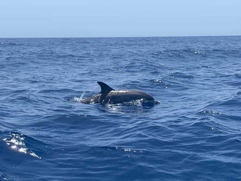 Marine EcoSafari: Whale Watching in a Luxury Zodiac with Hydrophone - Marine EcoSafari: Whale Watching in a Luxury Zodiac with Hydrophone