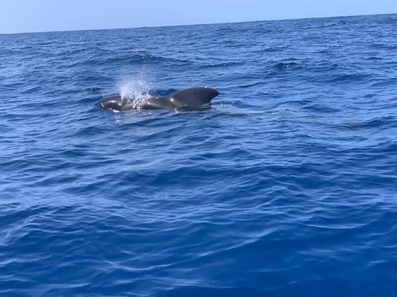 Marine EcoSafari: Whale Watching in a Luxury Zodiac with Hydrophone - An Overview of the Marine EcoSafari Experience