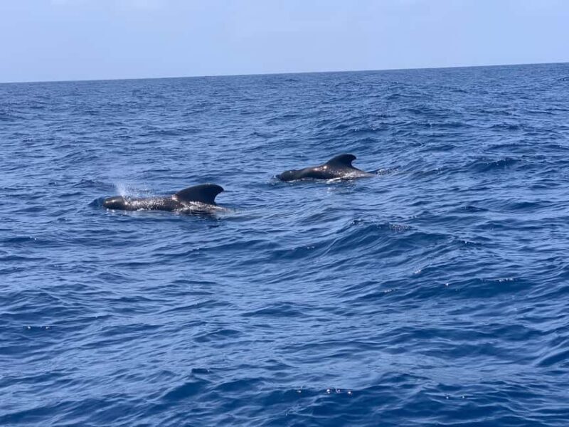 Marine EcoSafari: Whale Watching in a Luxury Zodiac with Hydrophone - Pricing and Overall Value