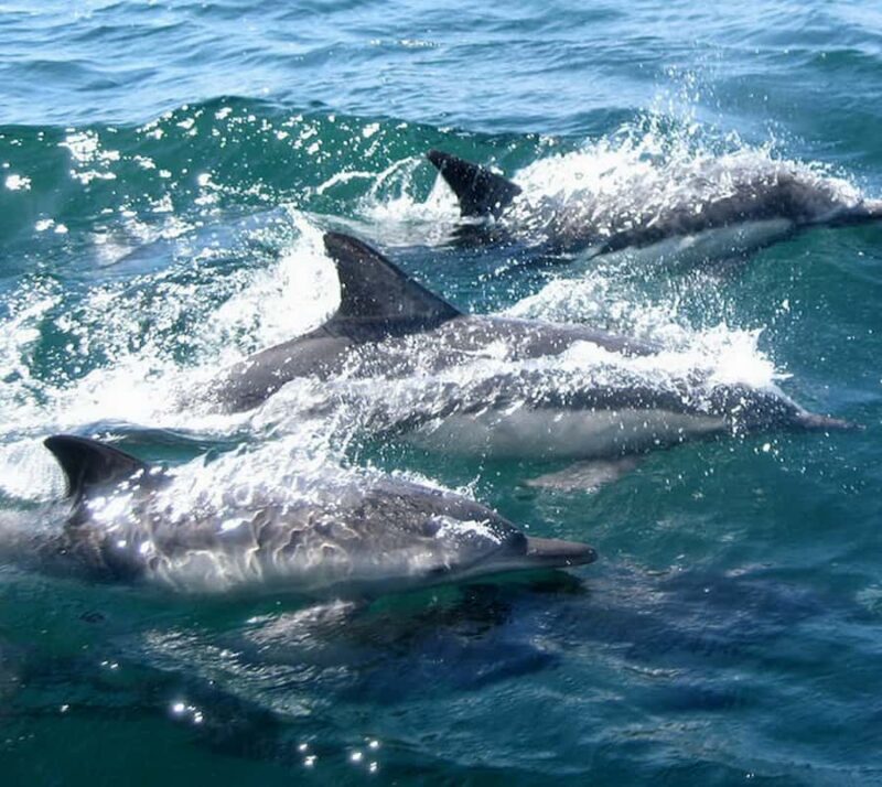 Marine mammal watching: dolphins and whales in Huatulco - An Honest Overview of the Huatulco Marine Mammal Tour