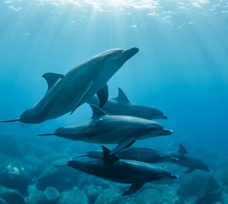 Marine mammal watching: dolphins and whales in Huatulco - Final Thoughts: Who Will Love This Tour?