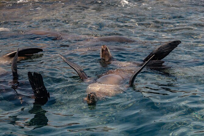 Marine Safari in La Ventana - A Deep Dive into the Marine Safari Experience