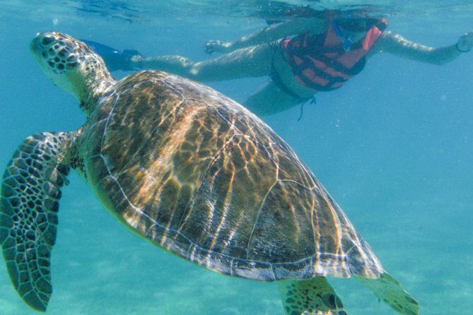 Marine Turtle Snorkeling Private Tour - Transportation and Logistics