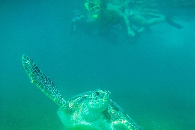 Marine Turtle Snorkeling Private Tour - Safety and COVID-19 Protocols