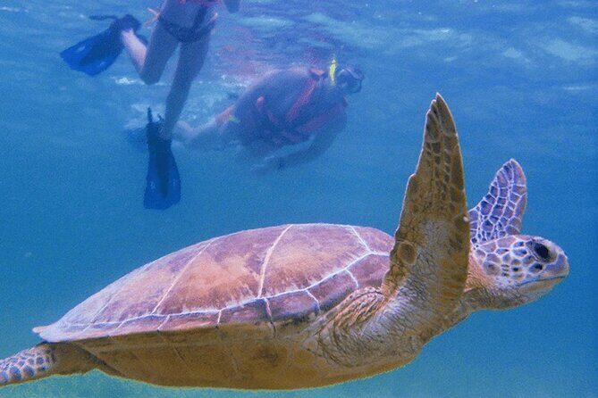 Marine Turtle Snorkeling Private Tour - Price Analysis: Is It Worth It?