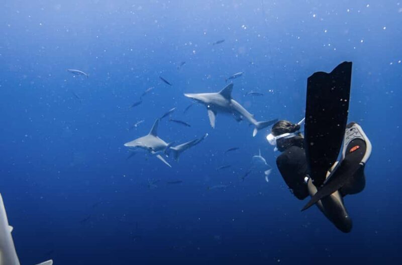 Marine Wildlife Snorkel Tour: SeaTiger Shipwreck & Sharks - An Honest Look at the Marine Wildlife Snorkel Tour