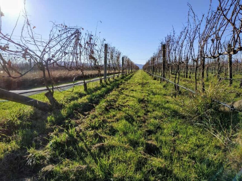 Marlborough: Blenheim Half day Wine Tour; Wine Only - An In-Depth Look at the Marlborough Wine Tour Experience