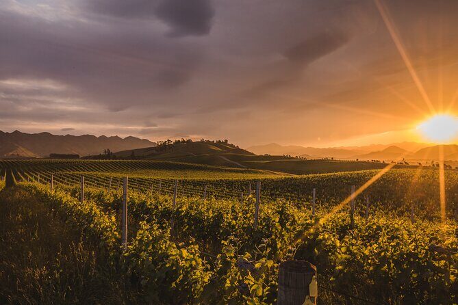 Marlborough Discovery Full Day Wine Tour - Blenheim - Authentic Reviews: What Travelers Say