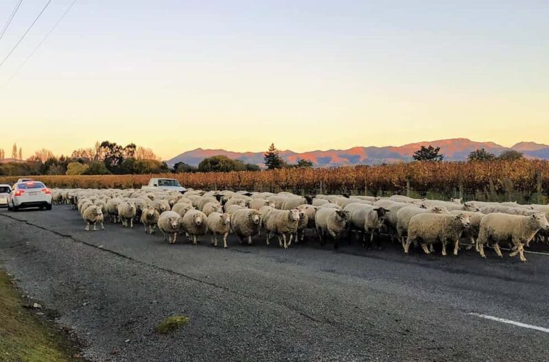 Marlborough: Full-Day Wine Tour - Key Points