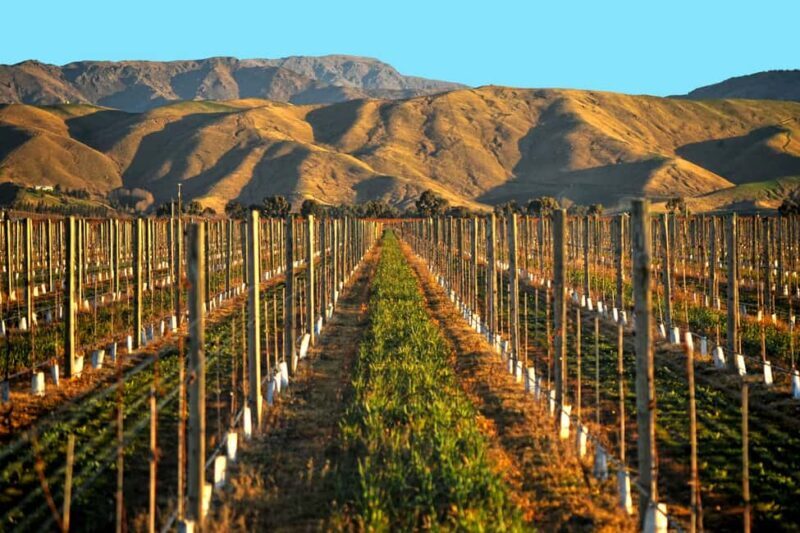 Marlborough Full Day Wine Tour from Blenheim - The Sum Up