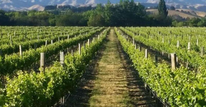 Marlborough Full Day Wine Tour - The Value of This Tour