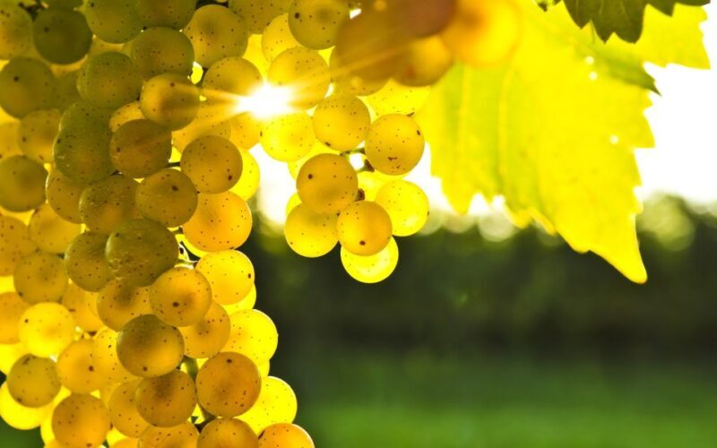 Marlborough Half-Day Wine Tour from Blenheim - Key Points