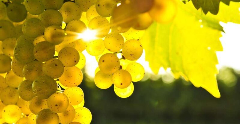 Marlborough Half-Day Wine Tour from Blenheim - The Itinerary: What to Expect
