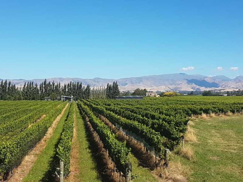 Marlborough: Half Guided and Half Self-Guided Bike Wine Tour - The Sum Up