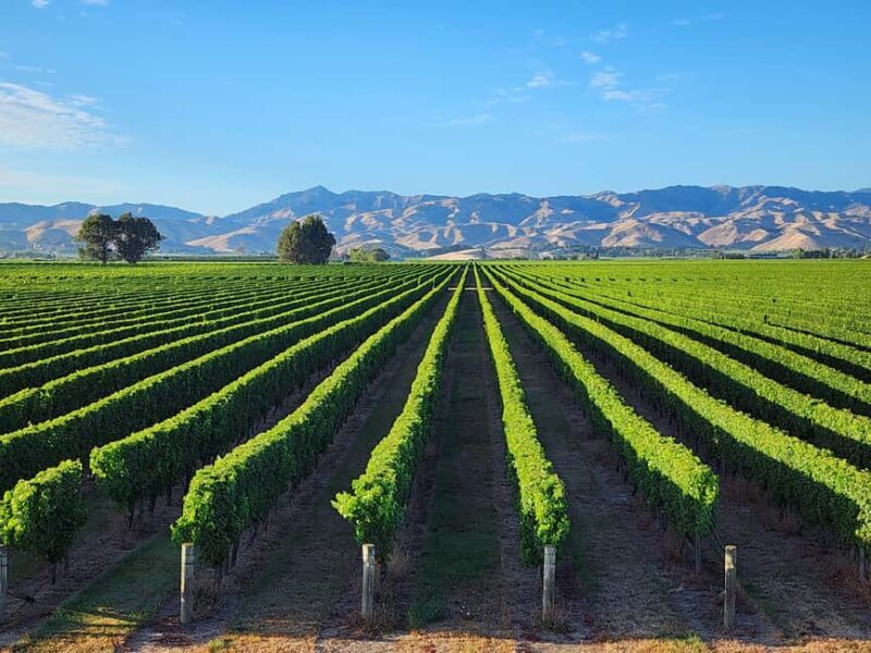 Marlborough Private Boutique Wine Tour - Marlborough Private Boutique Wine Tour: A Guide to One of New Zealand’s Finest Experiences
