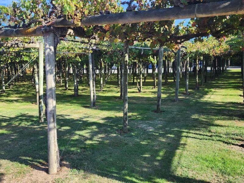 Marlborough Private Classic Wine Tour - An Honest Look at the Marlborough Private Classic Wine Tour