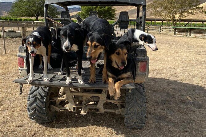 Marlborough Sheep Station Tour with Wine Tasting and Lunch - A Closer Look at the Itinerary