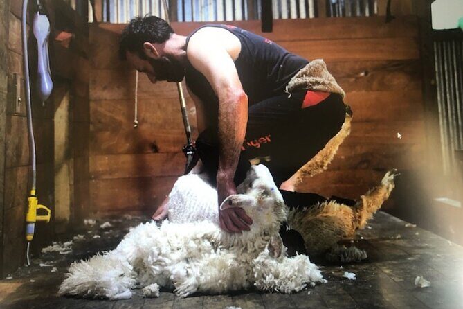 Marlborough Sheep Station Tour with Wine Tasting and Lunch - Who Will Love This Tour?