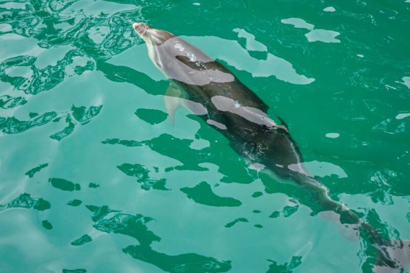 Marlborough Sounds and Ship Cove Cruise from Picton - Setting Sail from Picton: What to Expect on the Cruise