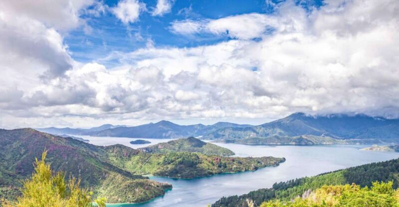 Marlborough Sounds and Ship Cove Cruise from Picton - Wildlife Encounters: What You Might See