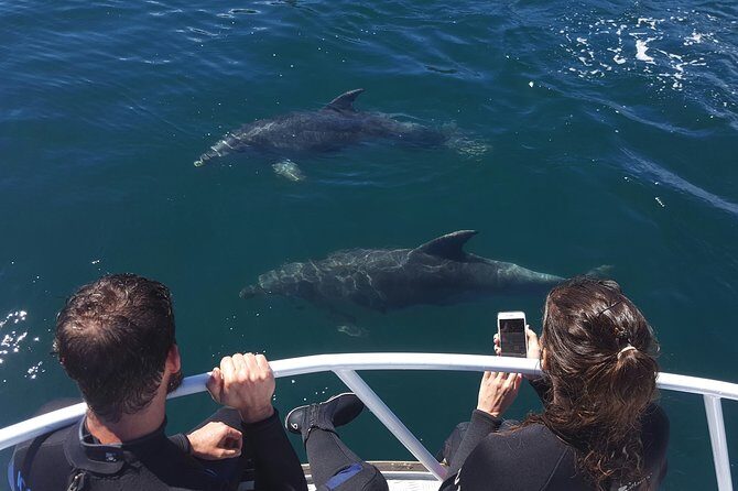 Marlborough Sounds Ultimate Cruise - An Authentic Look at the Marlborough Sounds Ultimate Cruise
