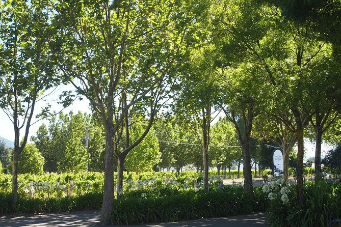 Marlborough Wine Region Tour from the Port of Picton - An In-Depth Look at the Marlborough Wine Region Tour