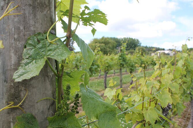 Marlborough Wine Tasting Tour. - An In-Depth Look at the Marlborough Wine Tasting Tour